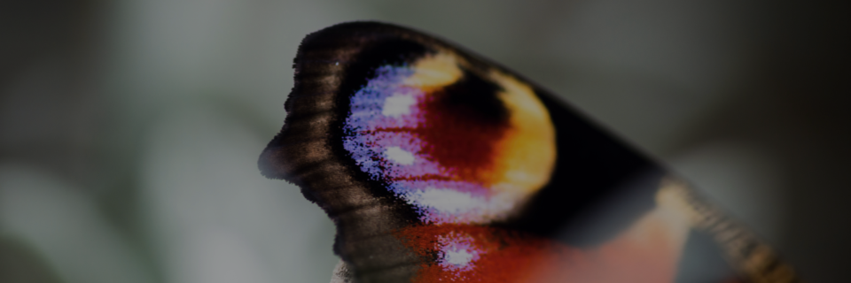 Golden Month 2024 › Articles › Reboot the Future